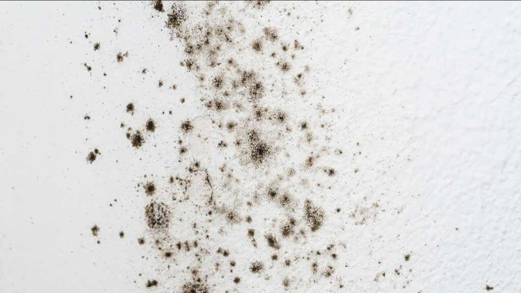 Tips to Prevent Mold in Attic Spaces - FirstLine Restoration